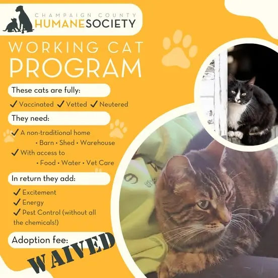 Learn more about Working Cats | Champaign County Humane Society